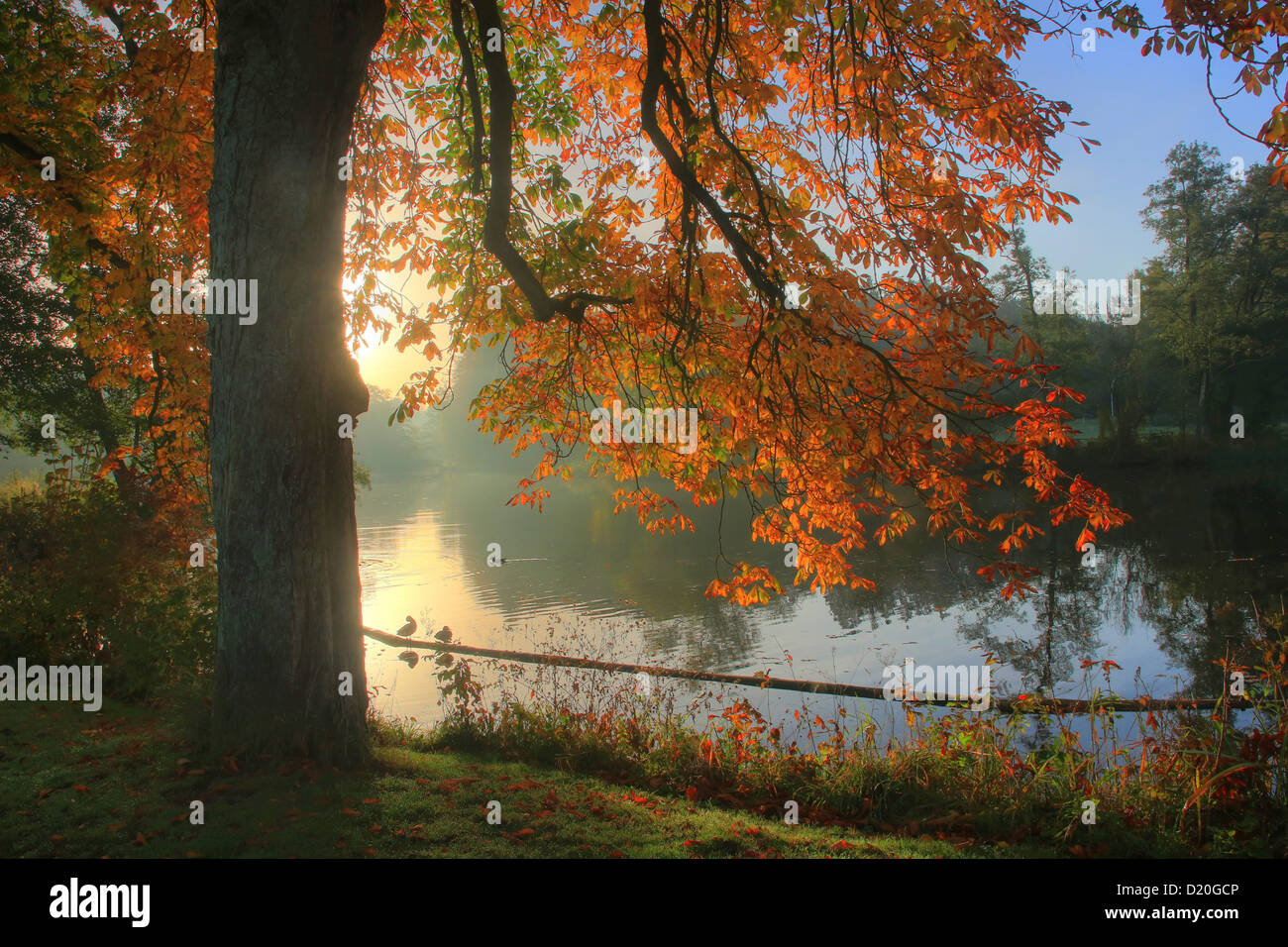 Pond planting germany hi-res stock photography and images - Alamy