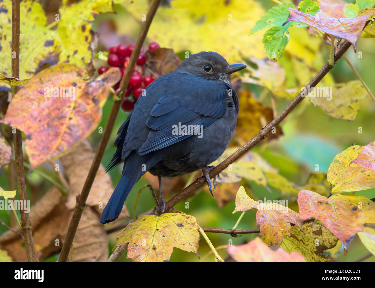 blackbird in fall (Turdus merula Stock Photo - Alamy