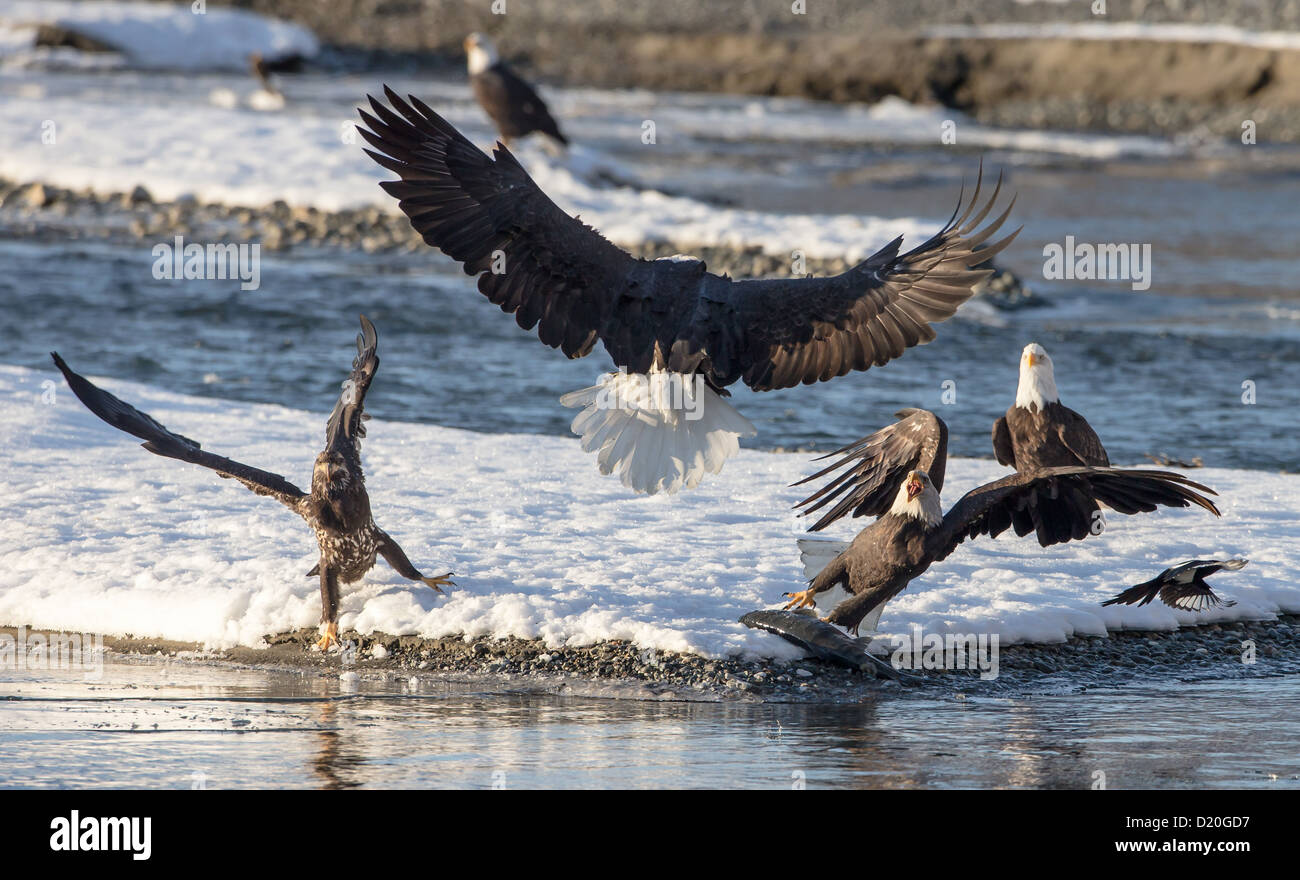 Eagles fighting hi-res stock photography and images - Alamy