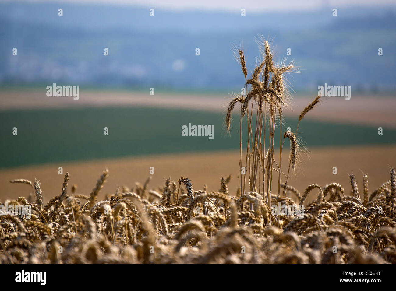 isolated rye in a wheat field, Otzberg, Hesse, Germany, Europe Stock ...