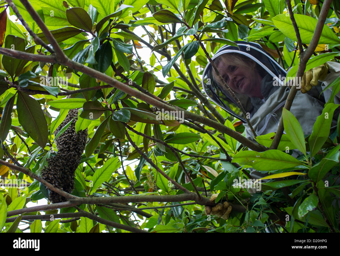 Bee Keeper getting ready to collect a swarm of bees in a tree Stock ...