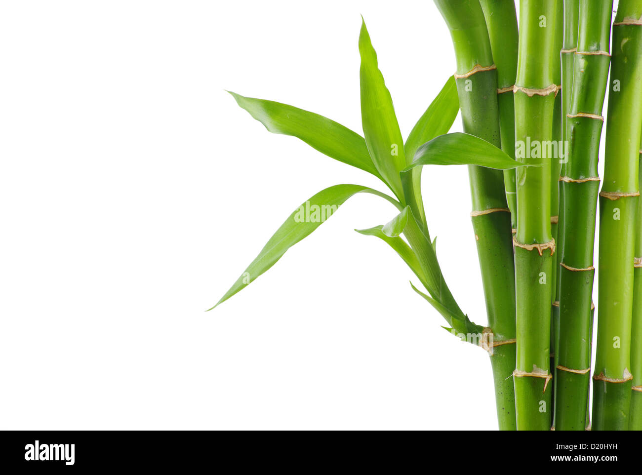 Bamboo isolated on a white Stock Photo - Alamy