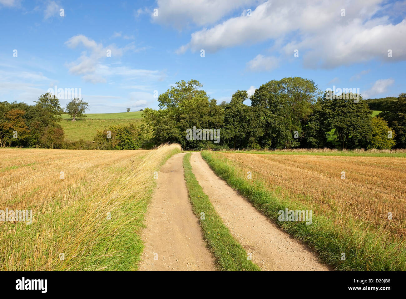 An English landscape with country farm track between arable fields ...