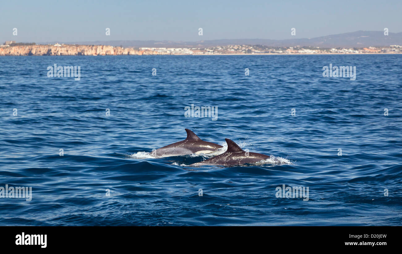 Common Dolphins in the Atlantic Ocean off the Algarve Coast, Portugal ...