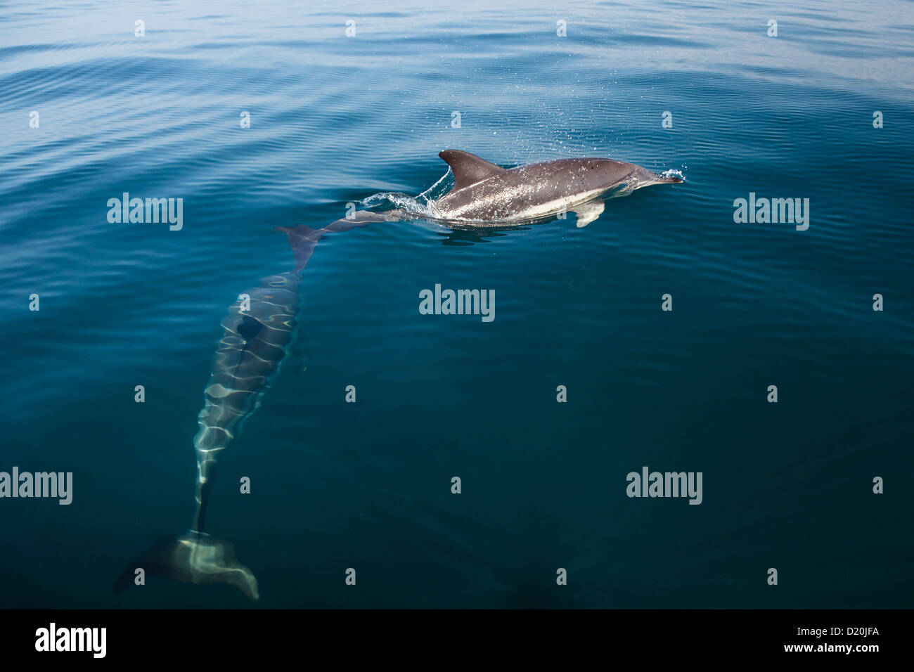 Atlantic ocean animals hi-res stock photography and images - Alamy