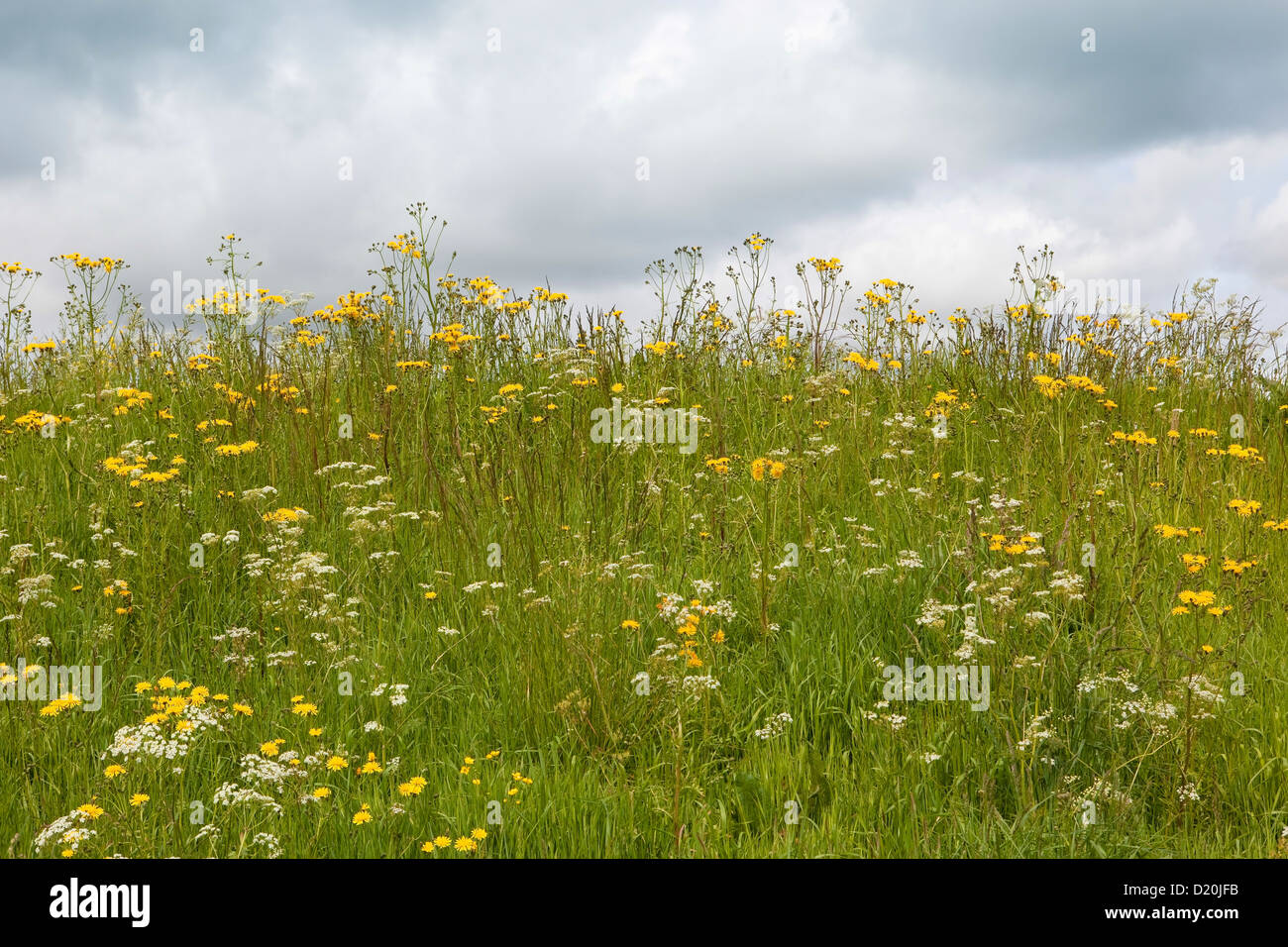 A grassy bank full of wild flowers under a stormy sky Stock Photo - Alamy