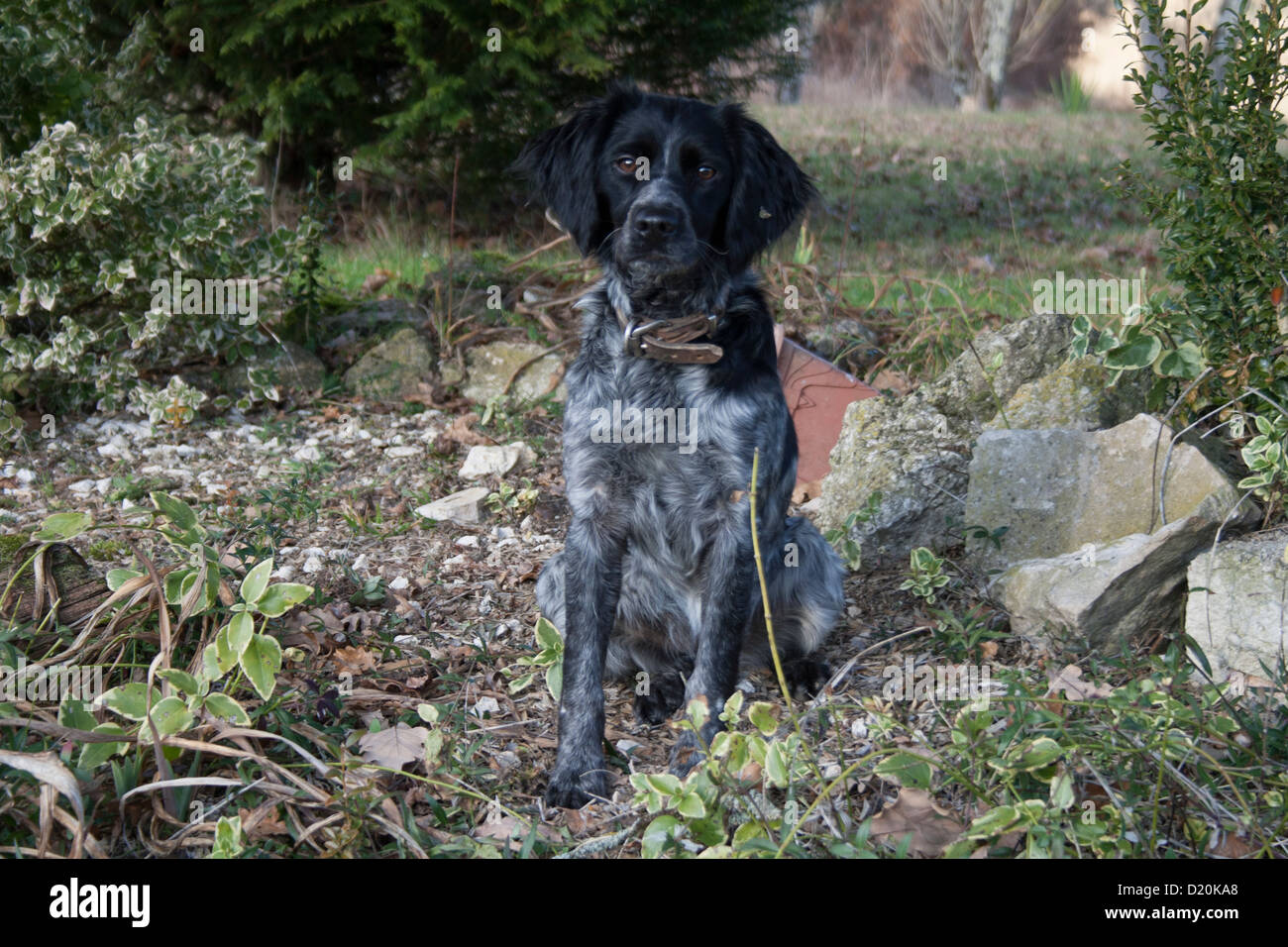 Dog sitting in garden Stock Photo - Alamy