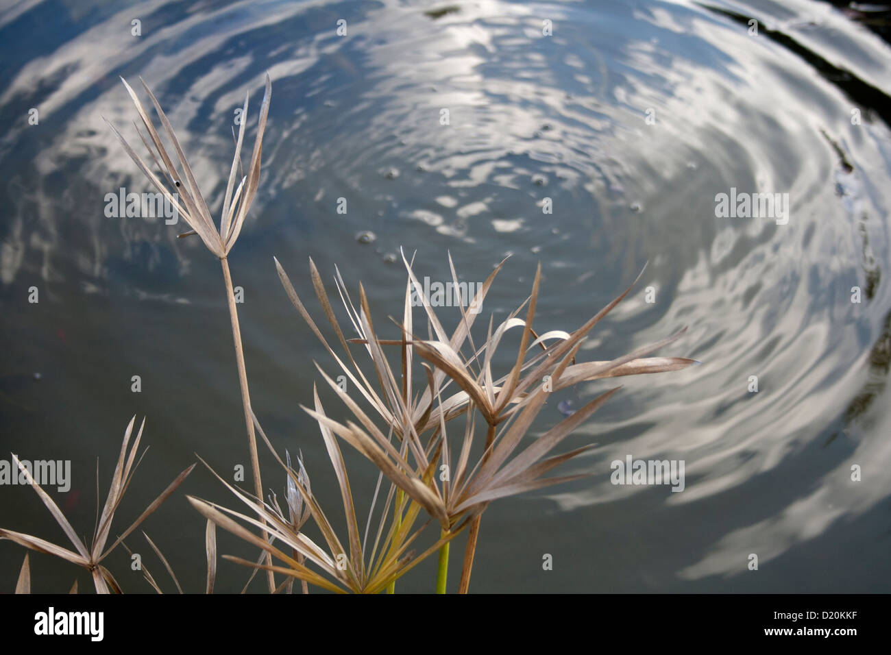 Ripples in pond with plant in foreground Stock Photo - Alamy