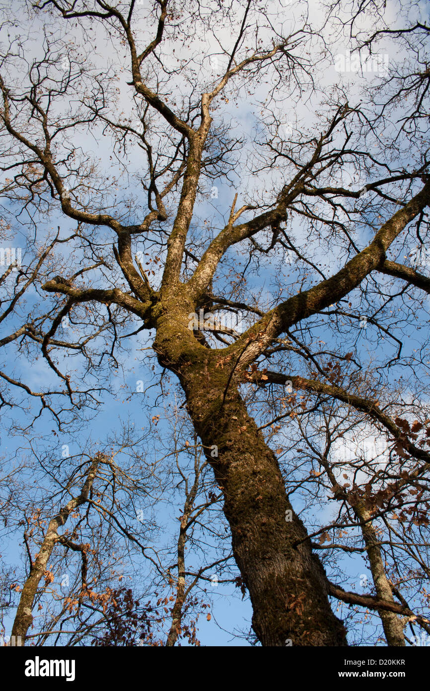 Shot of oak tree and sky in rural Lot, France Stock Photo - Alamy