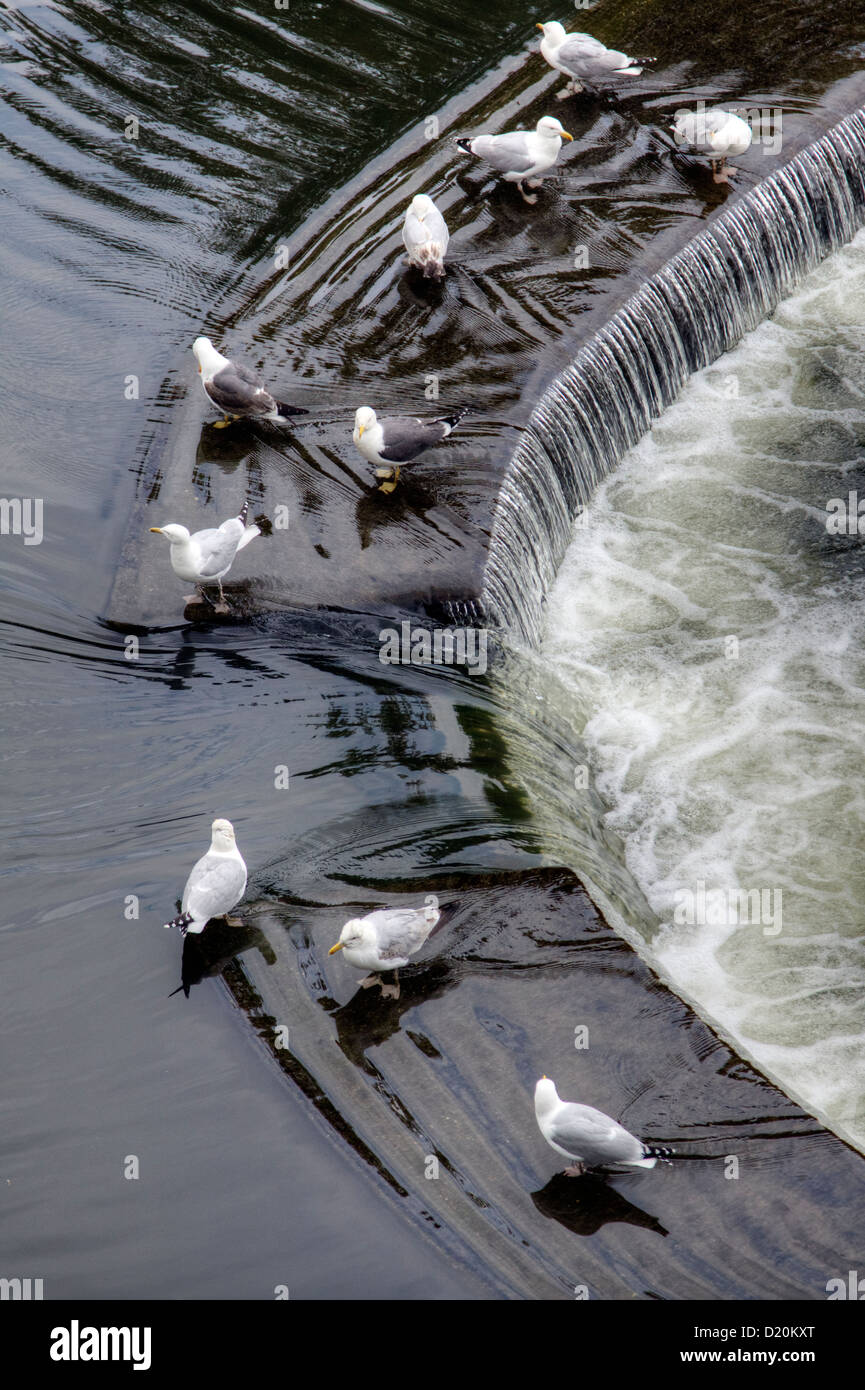 Seagulls enjoying the weir by the Historic Pulteney Bridge in City of ...