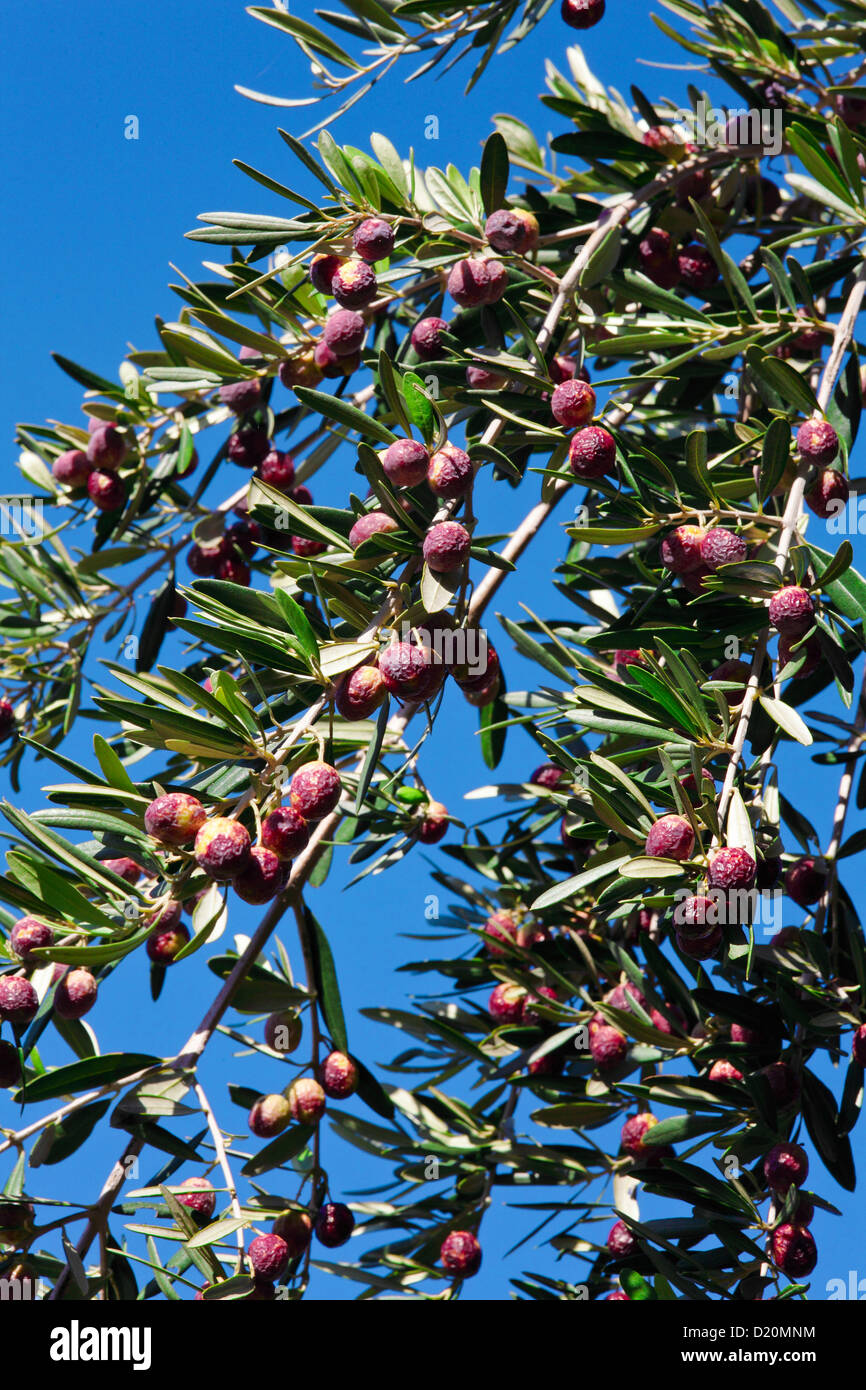 Oil olive tree background hi-res stock photography and images - Alamy
