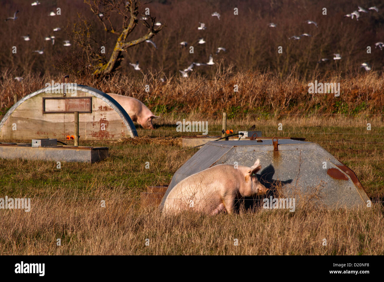 Pig ark hi-res stock photography and images - Alamy