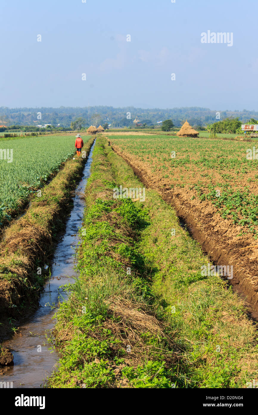 Thai Farmer in Garlic farm Stock Photo - Alamy