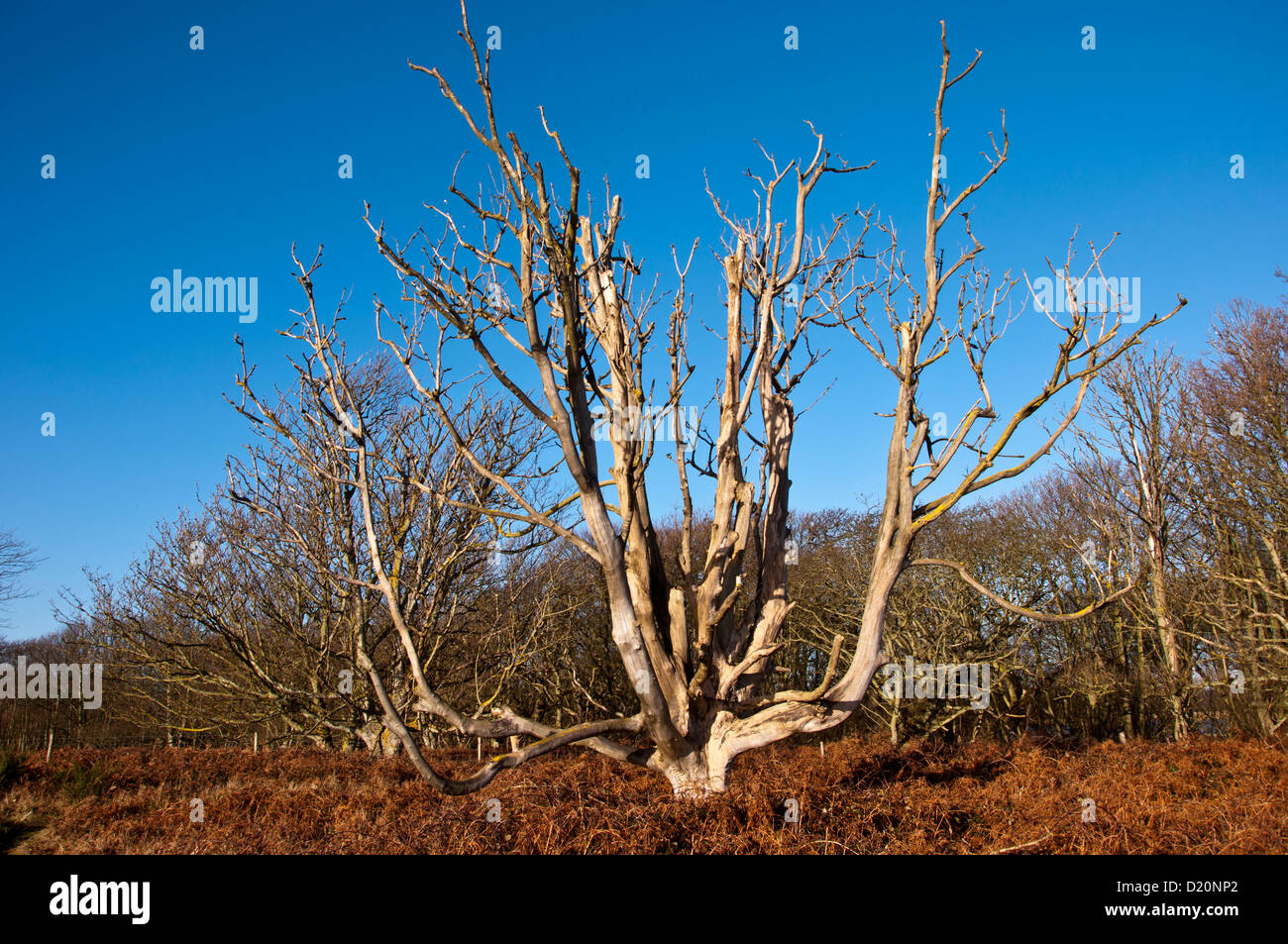 Dead ash tree hi-res stock photography and images - Alamy