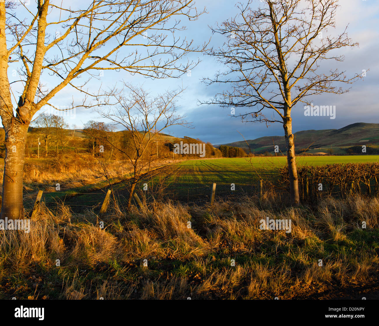 Scottish cheviots hi-res stock photography and images - Alamy