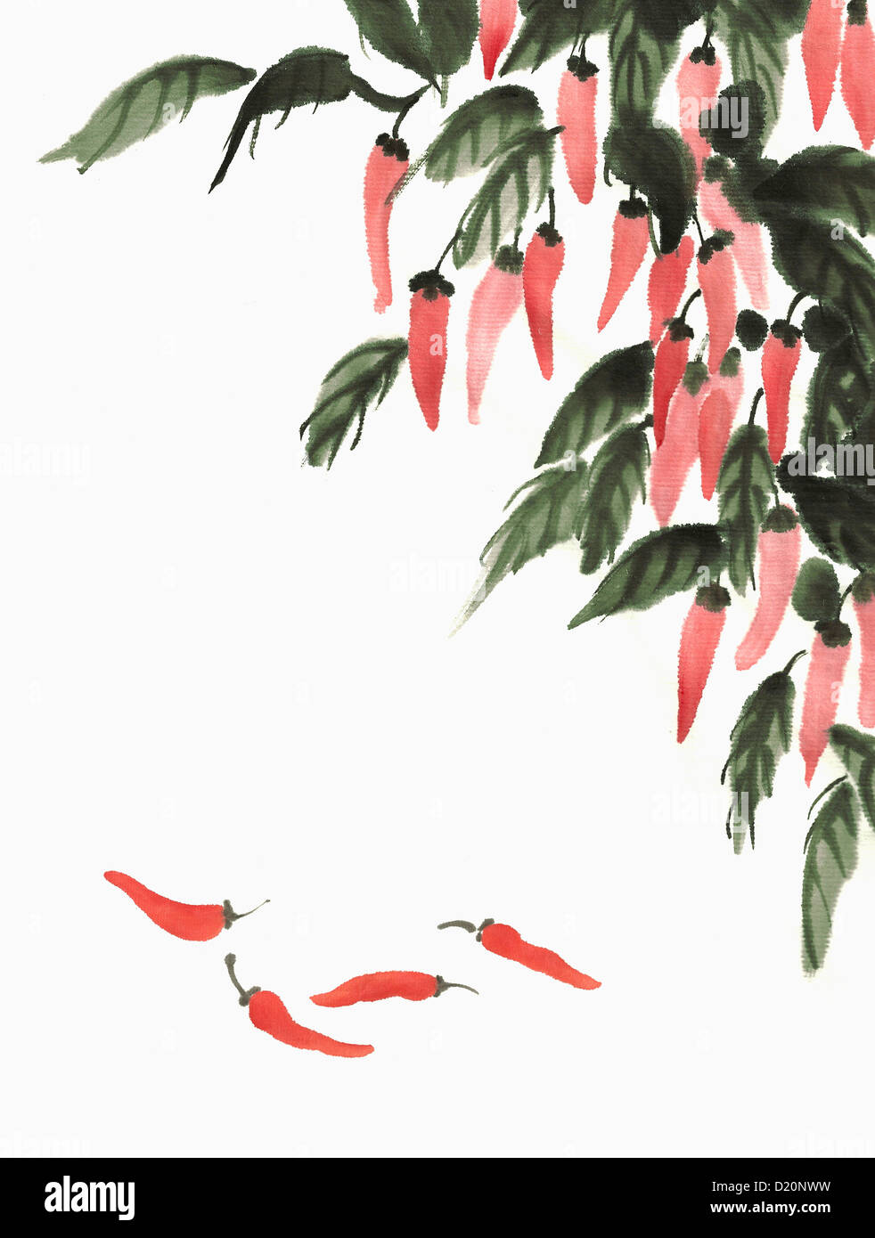 Pepper tree illustration hi-res stock photography and images - Alamy