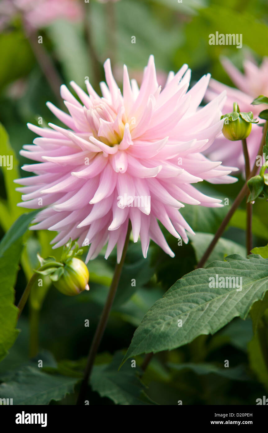 Delphine hi-res stock photography and images - Alamy