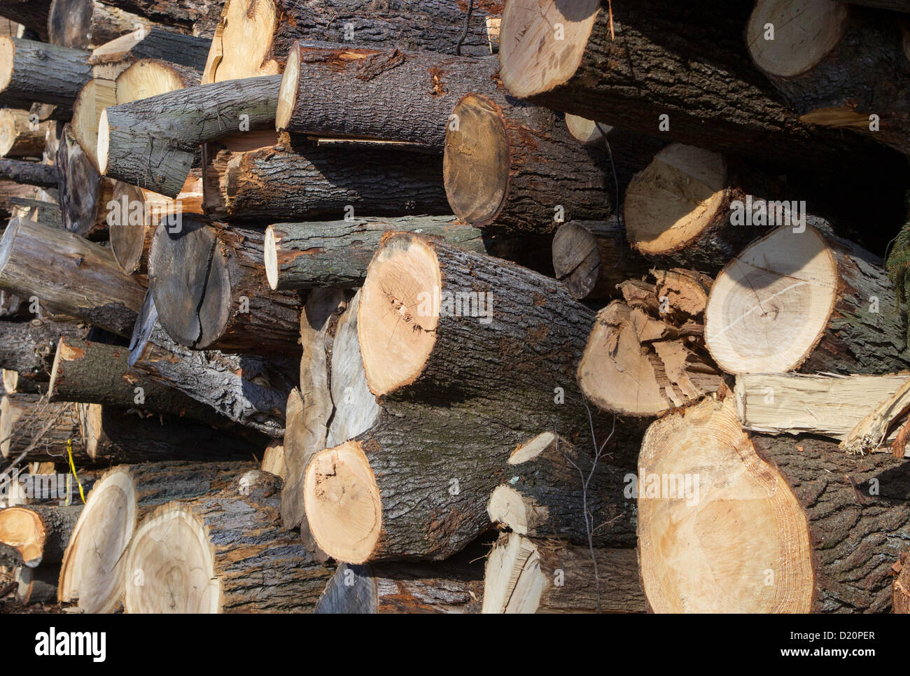 A pile of cut trees Stock Photo - Alamy