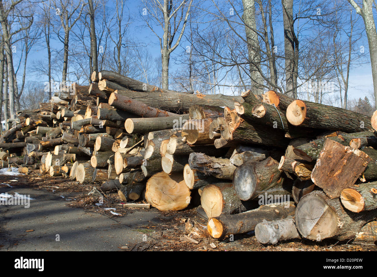 A pile of cut trees Stock Photo - Alamy