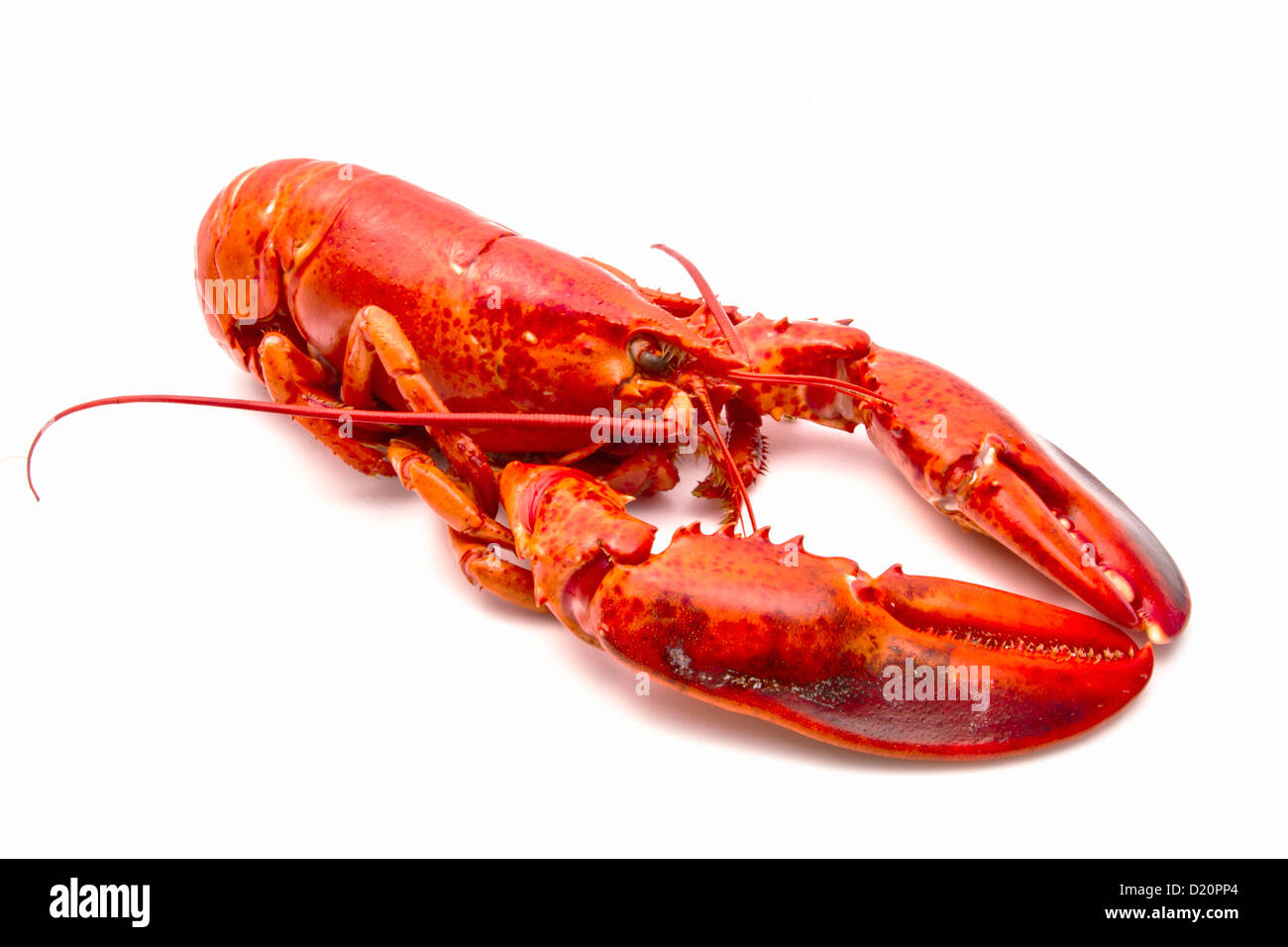 Fresh seafood background Cut Out Stock Images & Pictures - Alamy