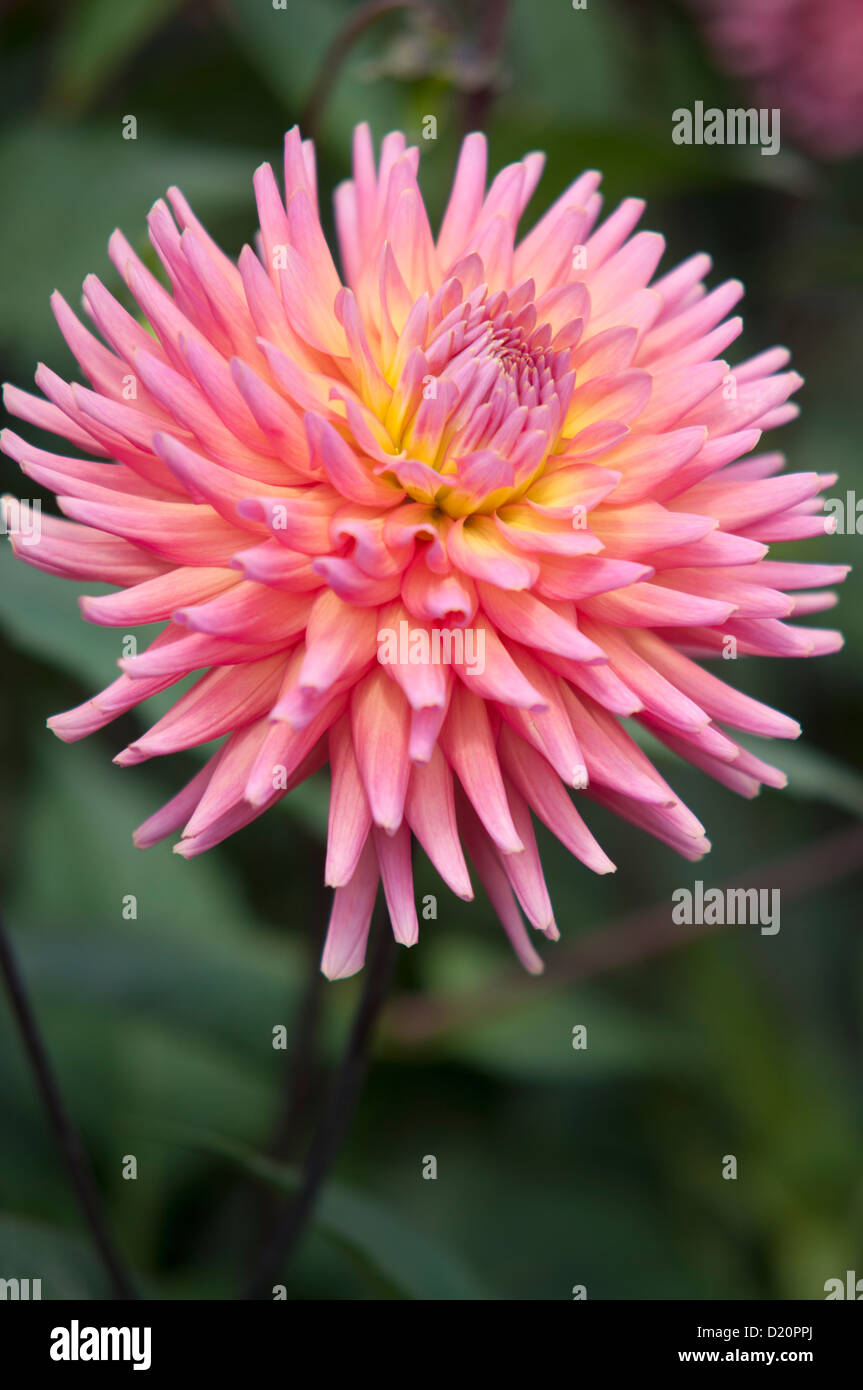 Dahlia flower oakwood firelight hi-res stock photography and images - Alamy
