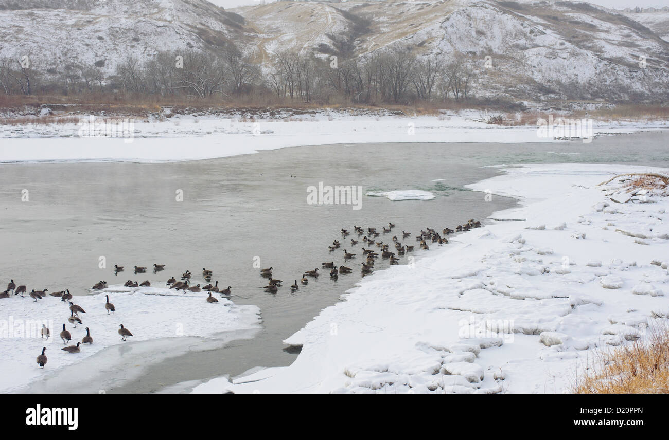 Canada Geese on a nearly frozen Old Man River in Southern Alberta ...