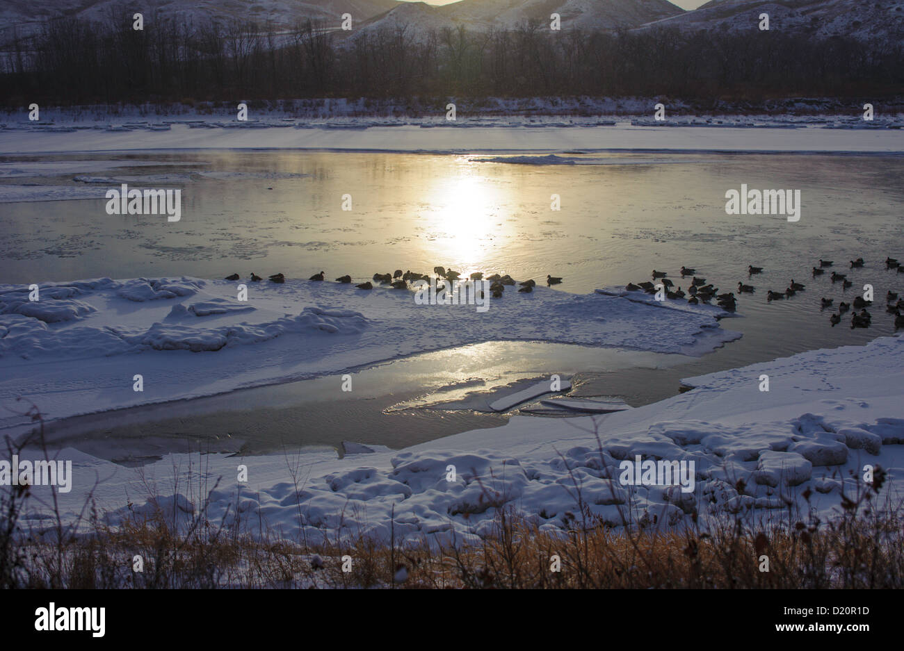 Canada Geese on a nearly frozen Old Man River in Southern Alberta ...