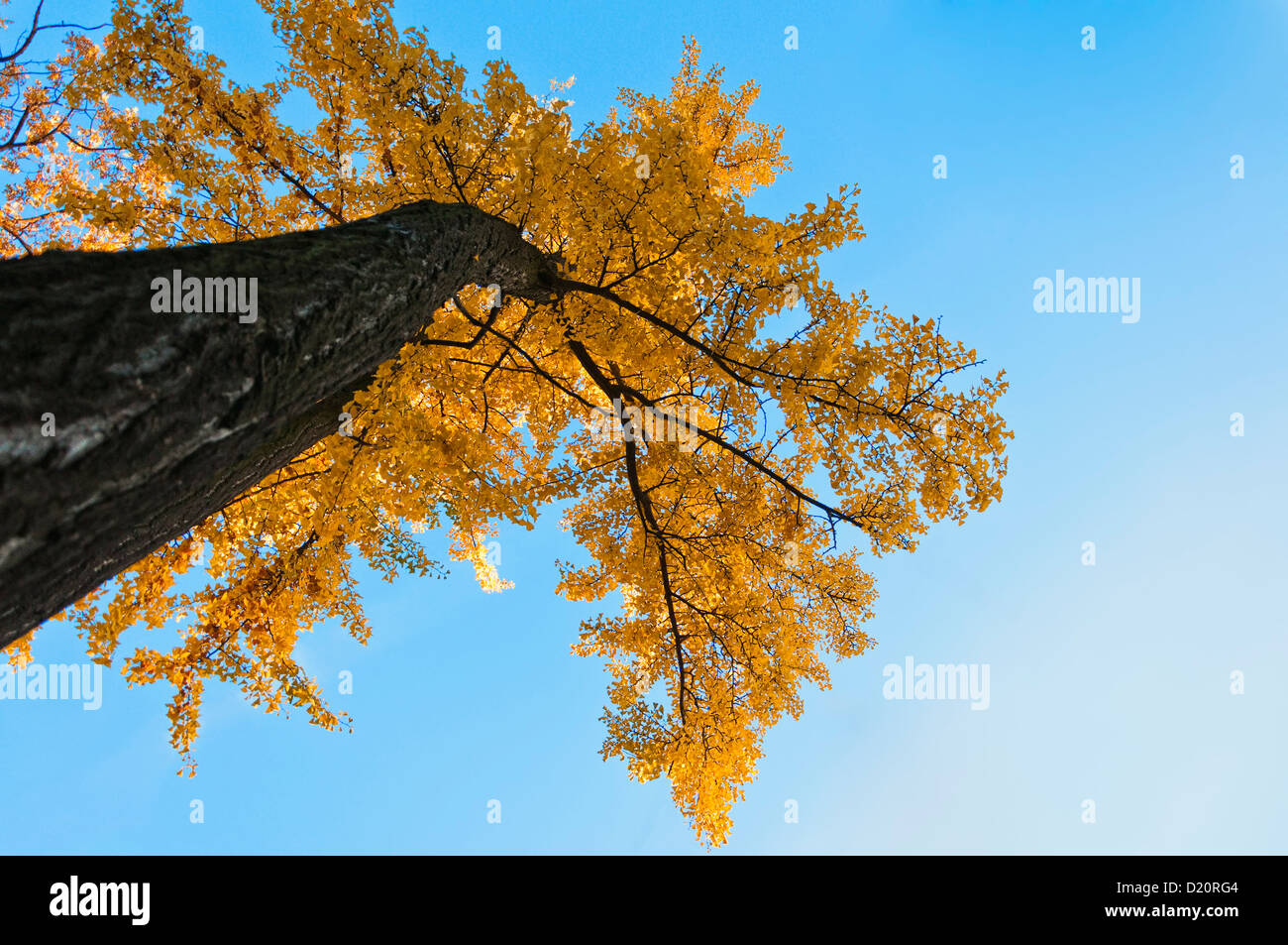 Singular Tree High Resolution Stock Photography and Images - Alamy
