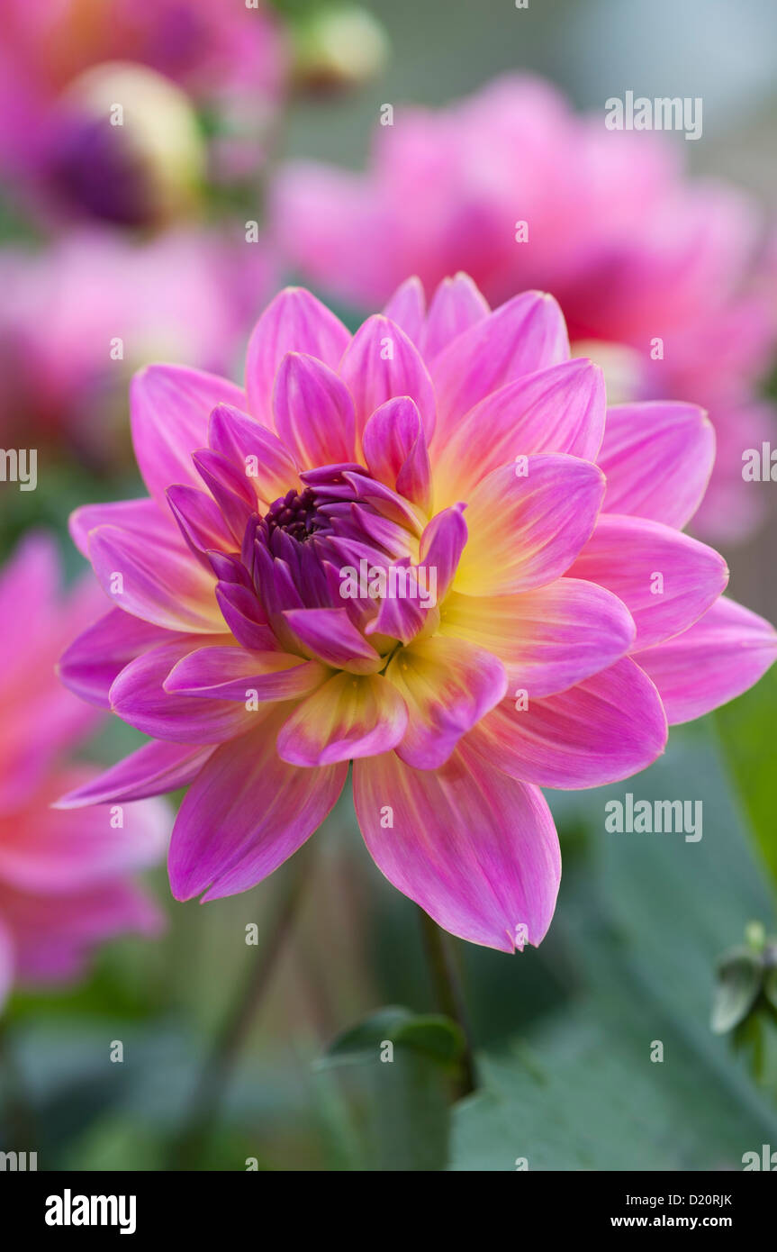 DAHLIA KENS RARITY Stock Photo - Alamy