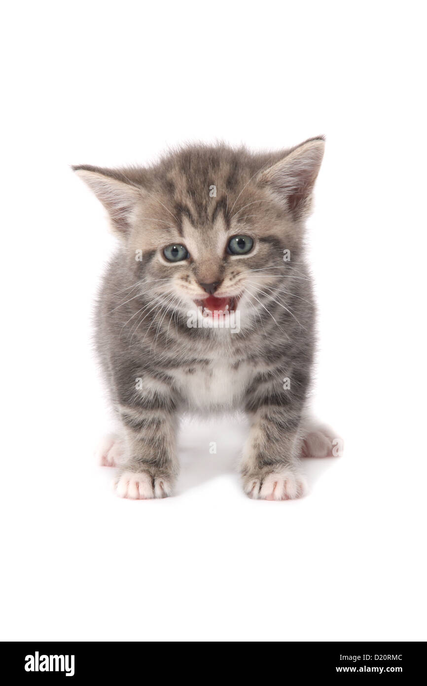 A studio photograph of a gray kitten Stock Photo - Alamy