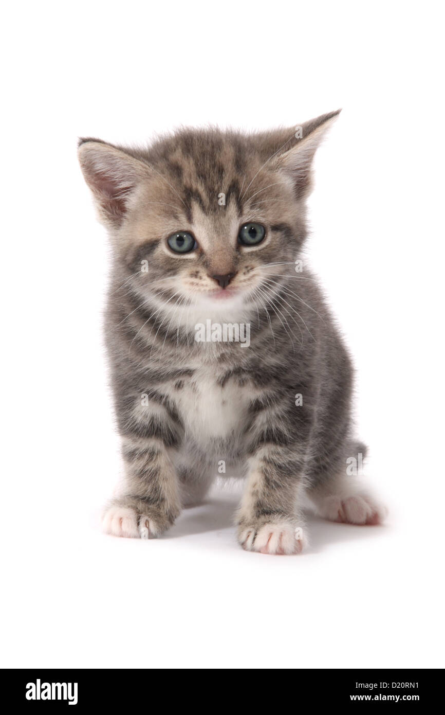 A studio photograph of a grey kitten Stock Photo - Alamy