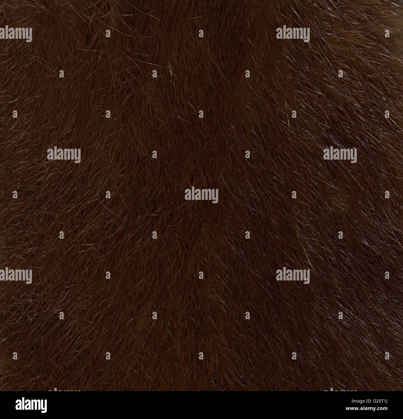 Fur texture. Sable Stock Photo - Alamy