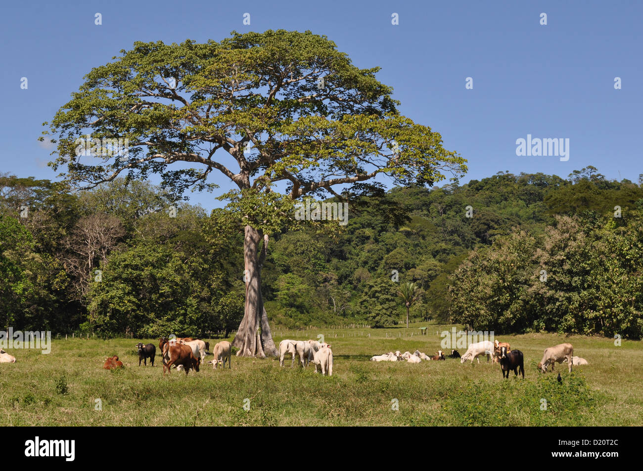 Costa Rica, countryside Stock Photo - Alamy