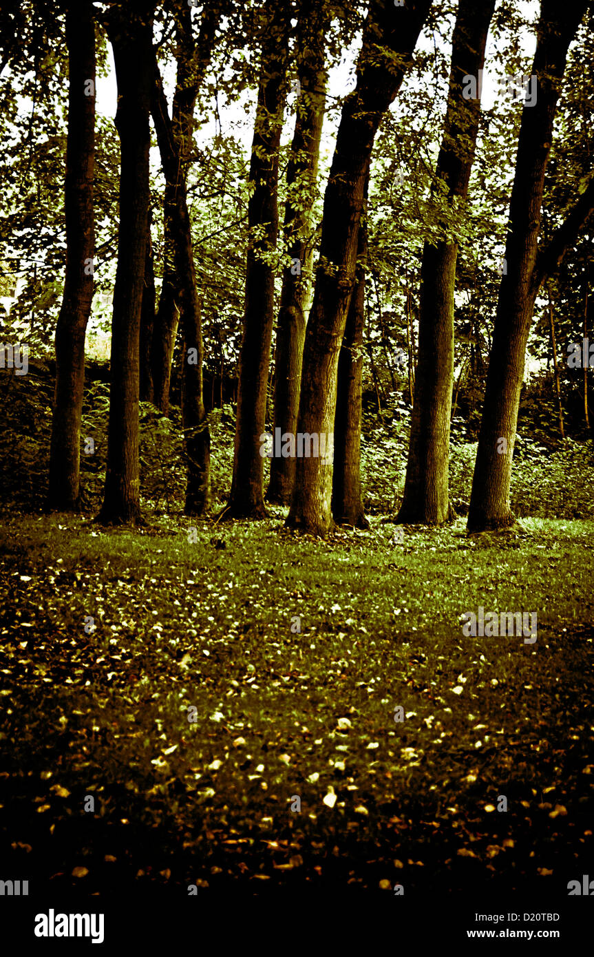 Vertical trunks hi-res stock photography and images - Alamy