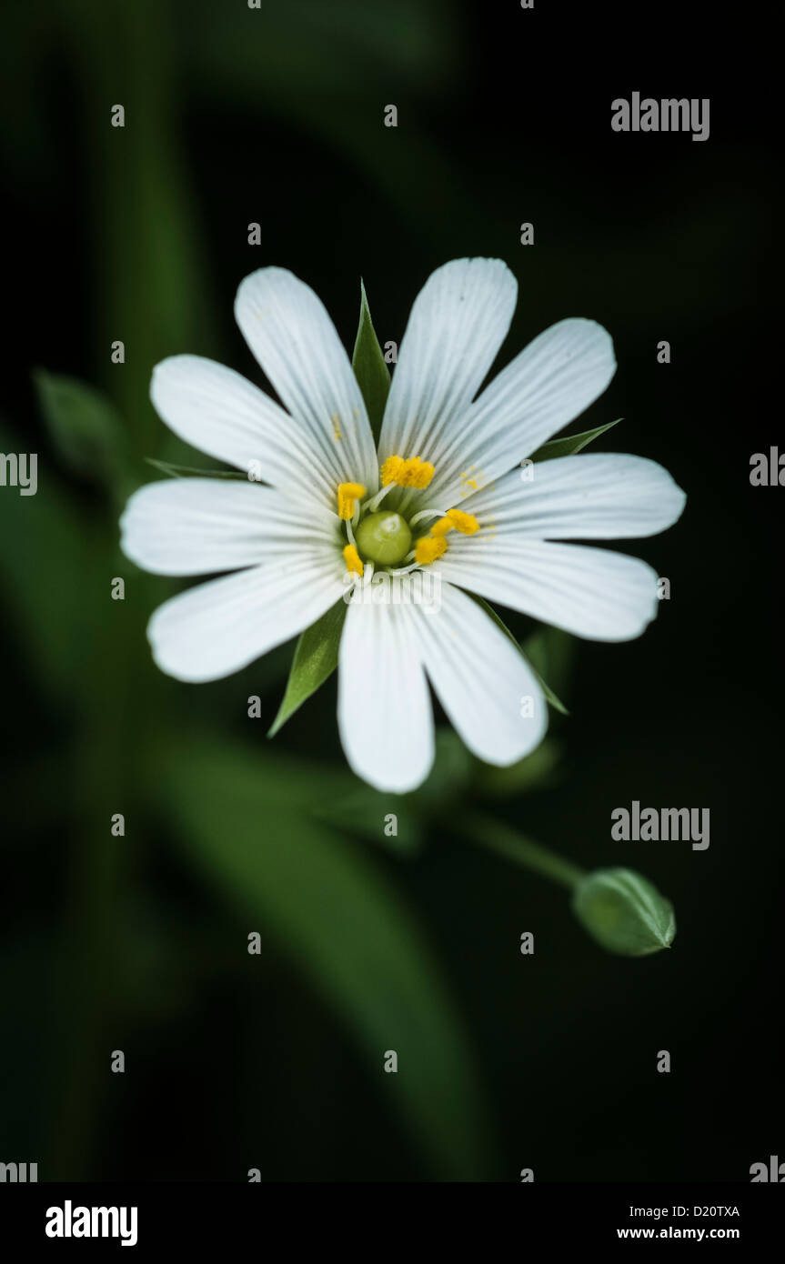 Stitchwort hi-res stock photography and images - Alamy