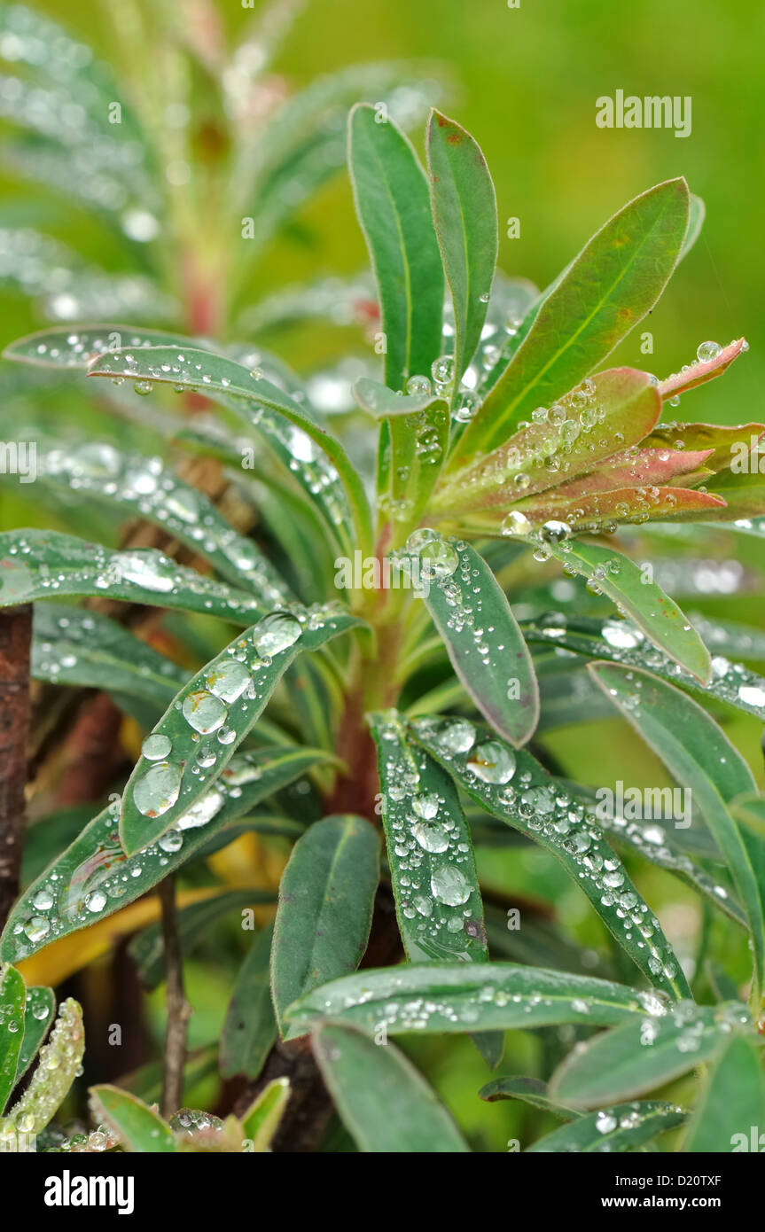 small raindrops on the young foliage of a plant Stock Photo - Alamy