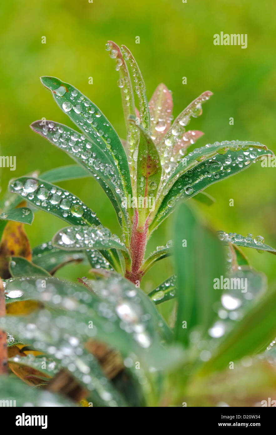small raindrops on the young foliage of a plant Stock Photo - Alamy