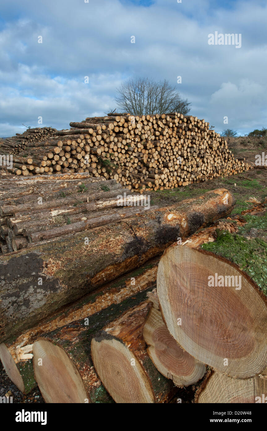 Timber in storage for later processing at a sawmill Stock Photo - Alamy
