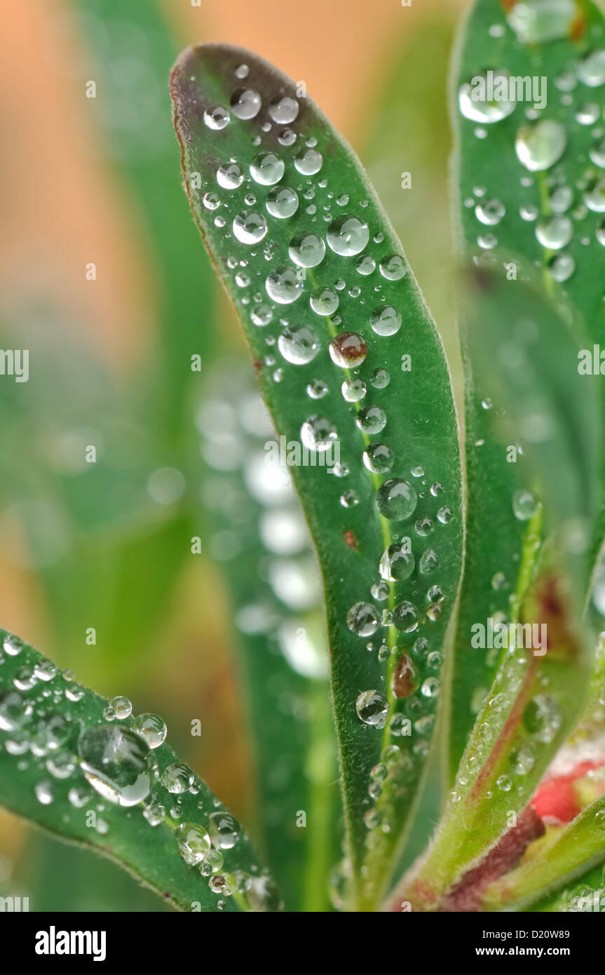 small raindrops on the young foliage of a plant Stock Photo - Alamy
