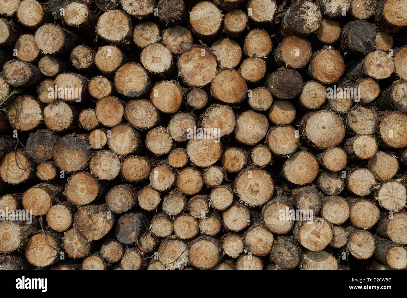 Timber piles hi-res stock photography and images - Alamy