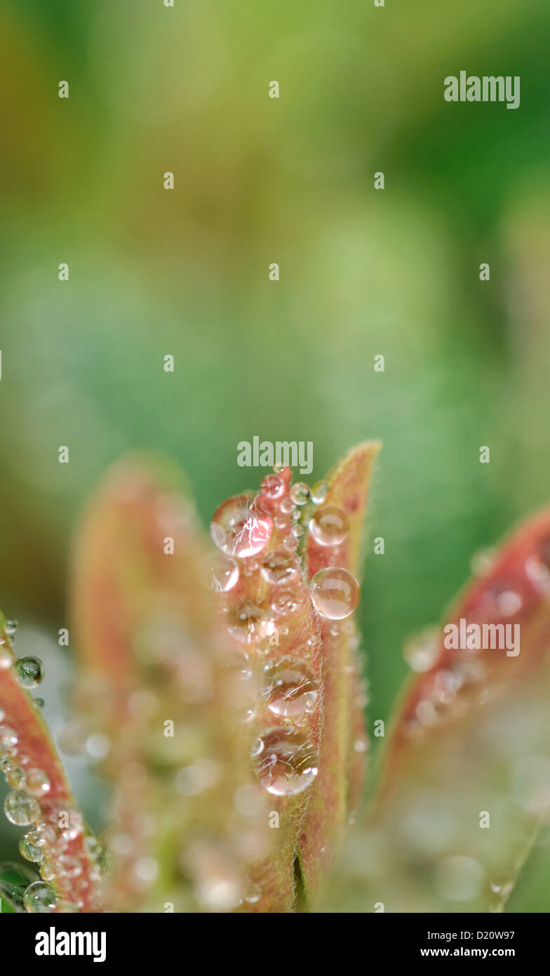 small raindrops on the young foliage of a plant Stock Photo - Alamy