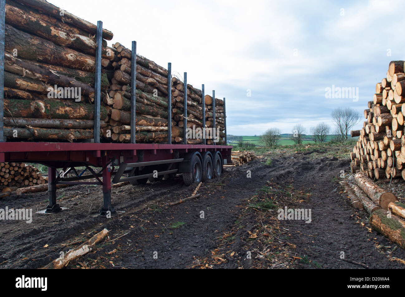 Large stack harvested logs hi-res stock photography and images - Alamy