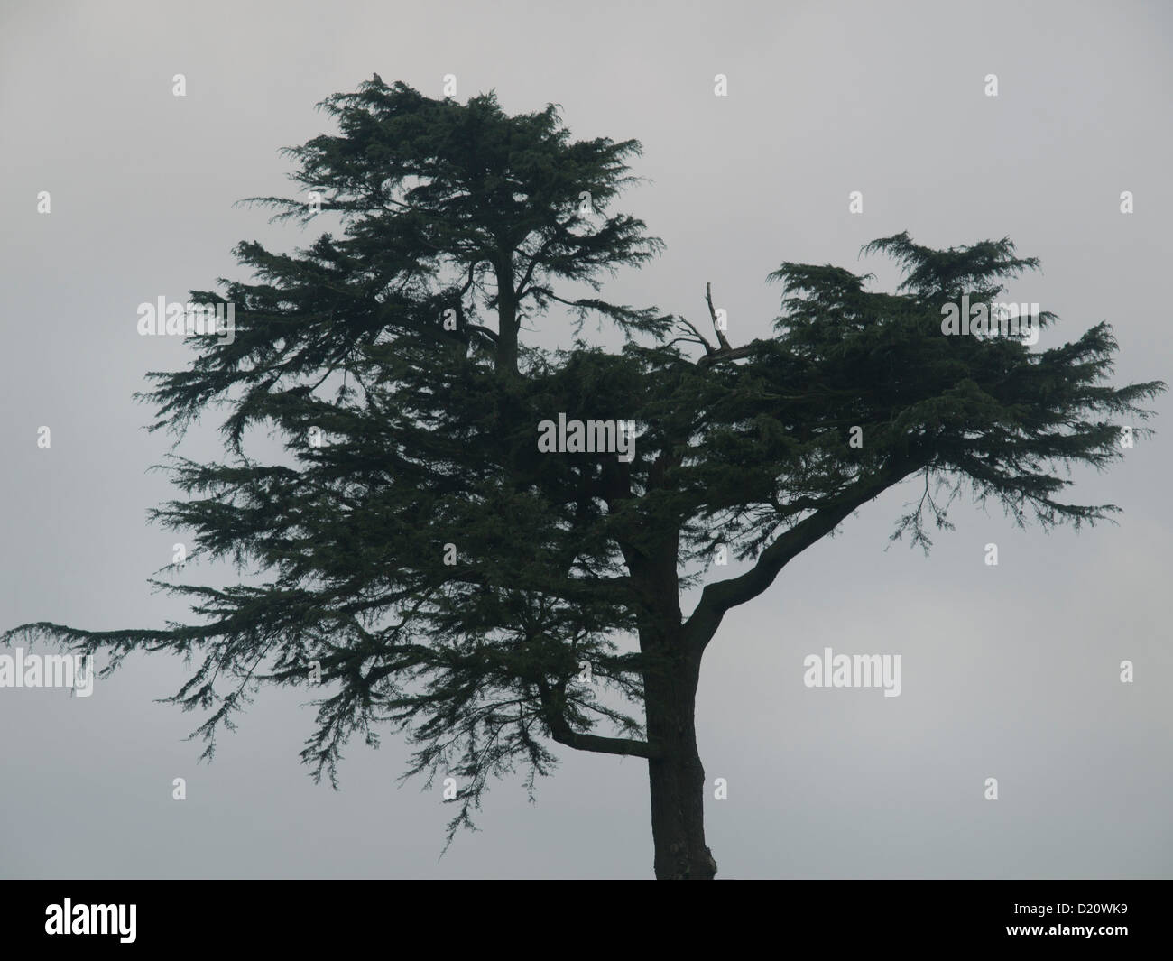 A fir tree in winter in England Stock Photo - Alamy