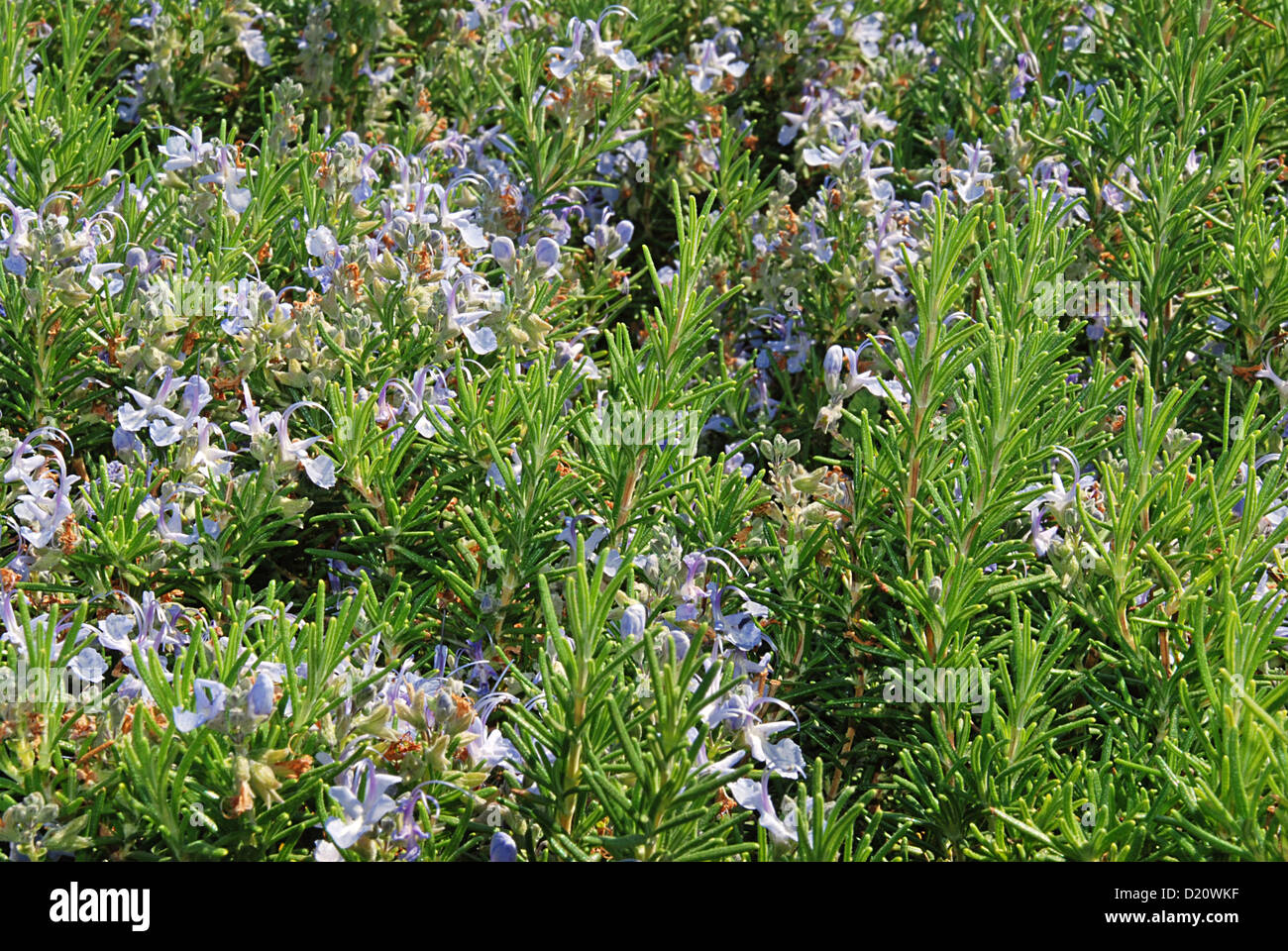 Rosemary tree hi-res stock photography and images - Alamy
