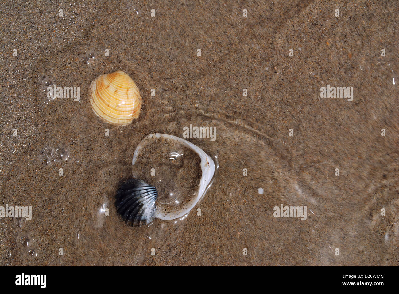 Sea waves are playing with three shells Stock Photo - Alamy