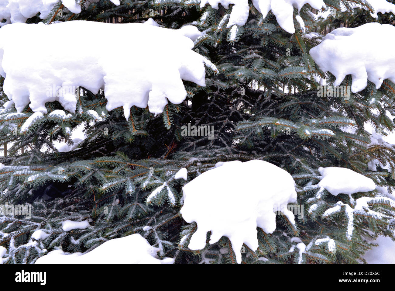 Branches of a winter spruce tree covered with fluffy snow Stock Photo ...