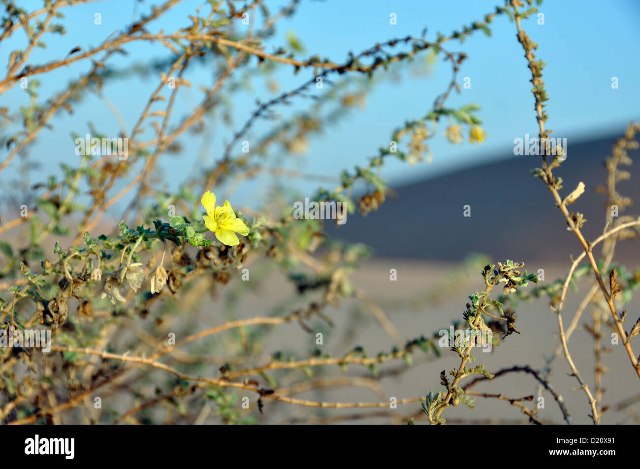 Caltrops (Tribulus megistopterus Stock Photo - Alamy