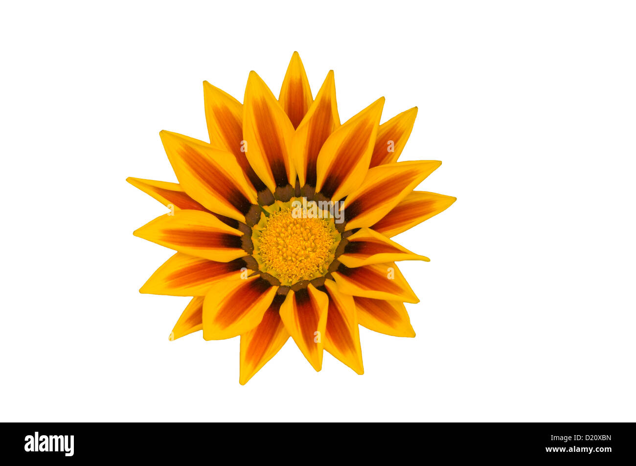 Gazania 'Treasure Flower' 'Orange Flame' Stock Photo - Alamy