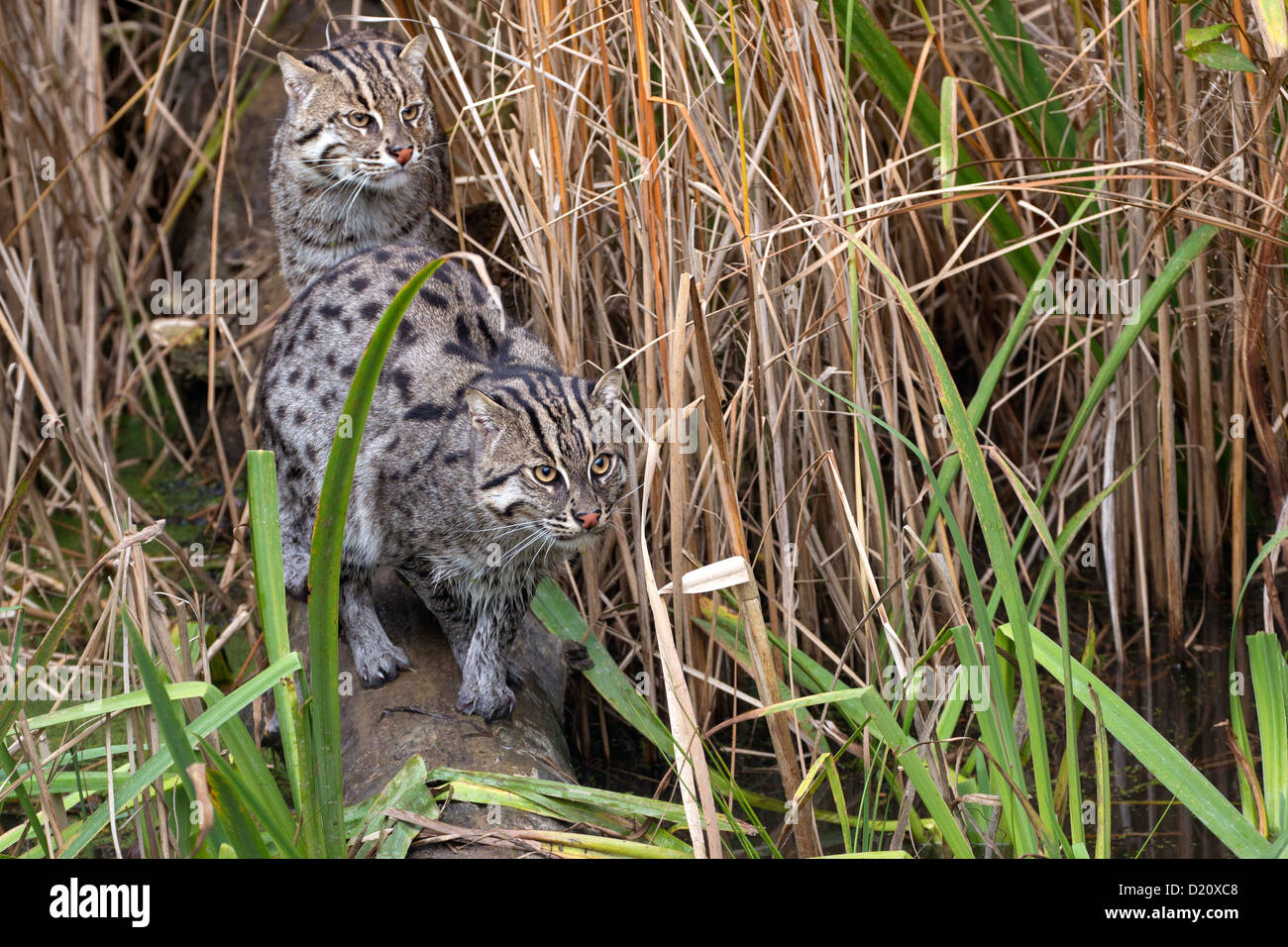 Fishing cats hi-res stock photography and images - Alamy