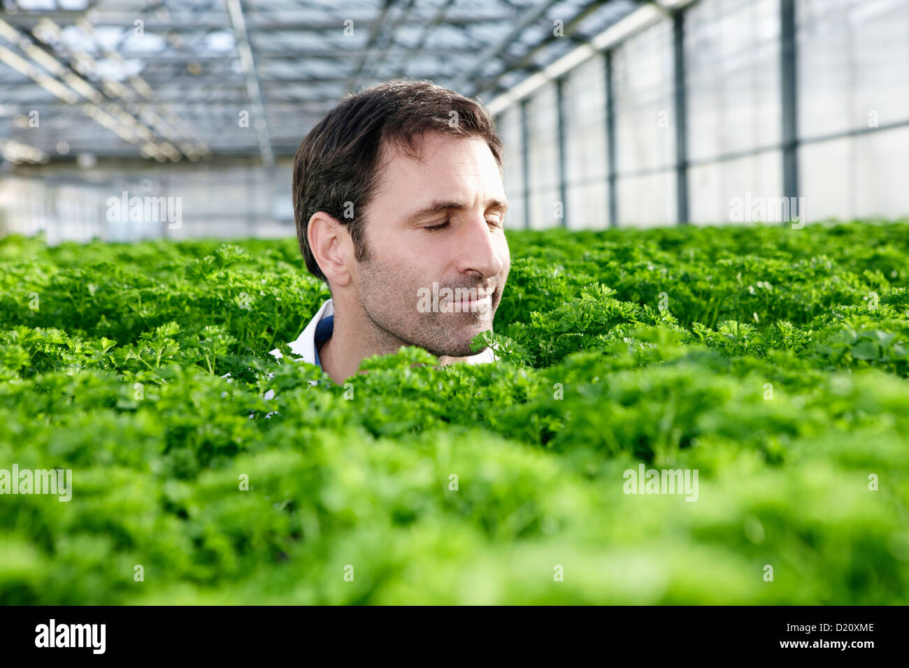 Germany, Bavaria, Munich, Mature man in greenhouse between parsley ...